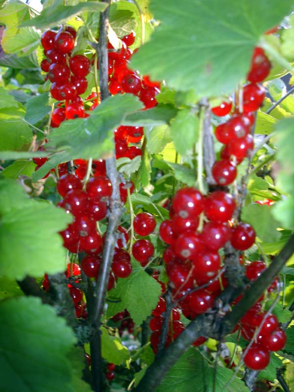 Beeren, Obst und Gemüse